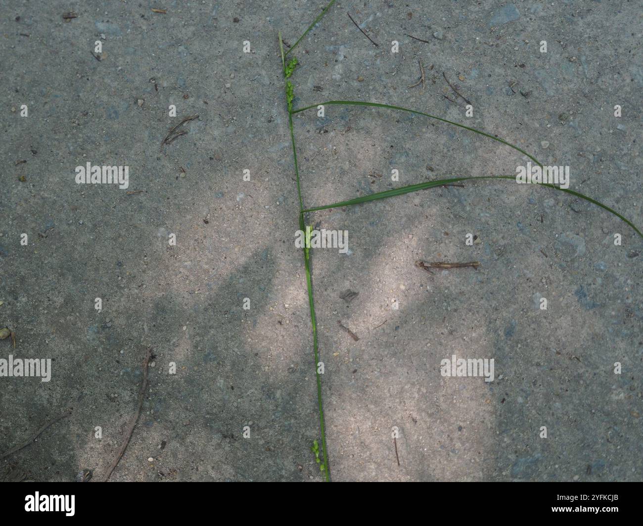 true sedges (Carex Stock Photo - Alamy