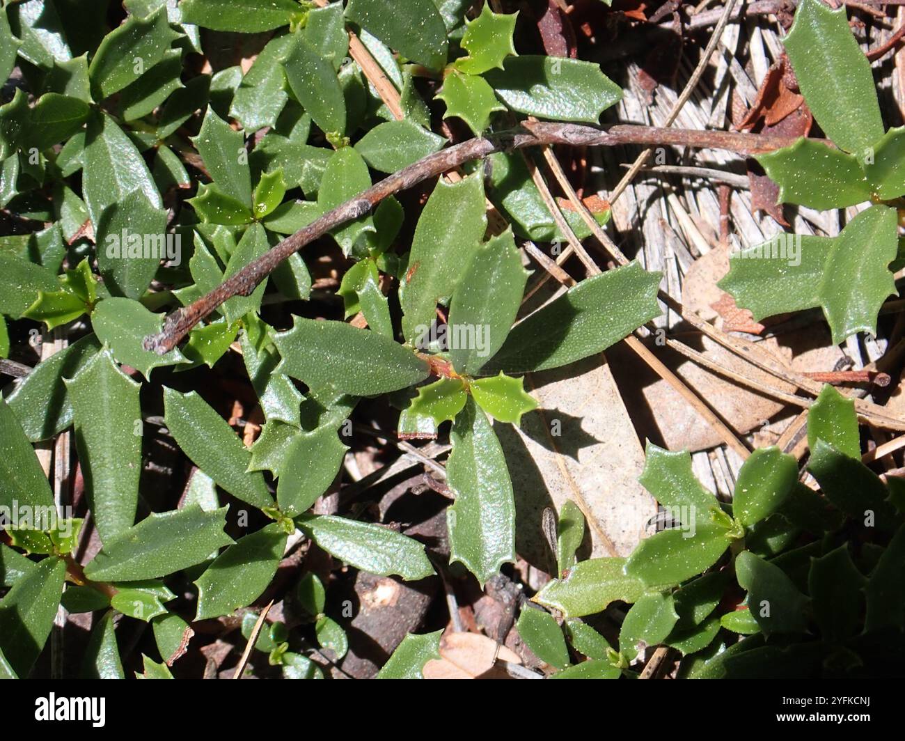 Mahala mat (Ceanothus prostratus Stock Photo - Alamy