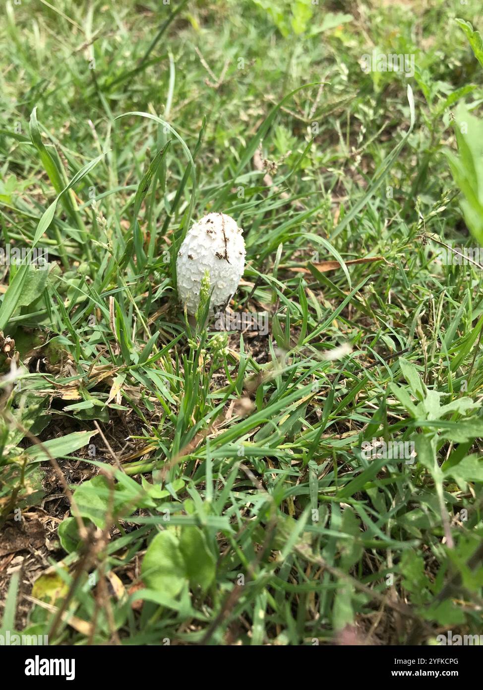 inky caps (Coprinus Stock Photo - Alamy