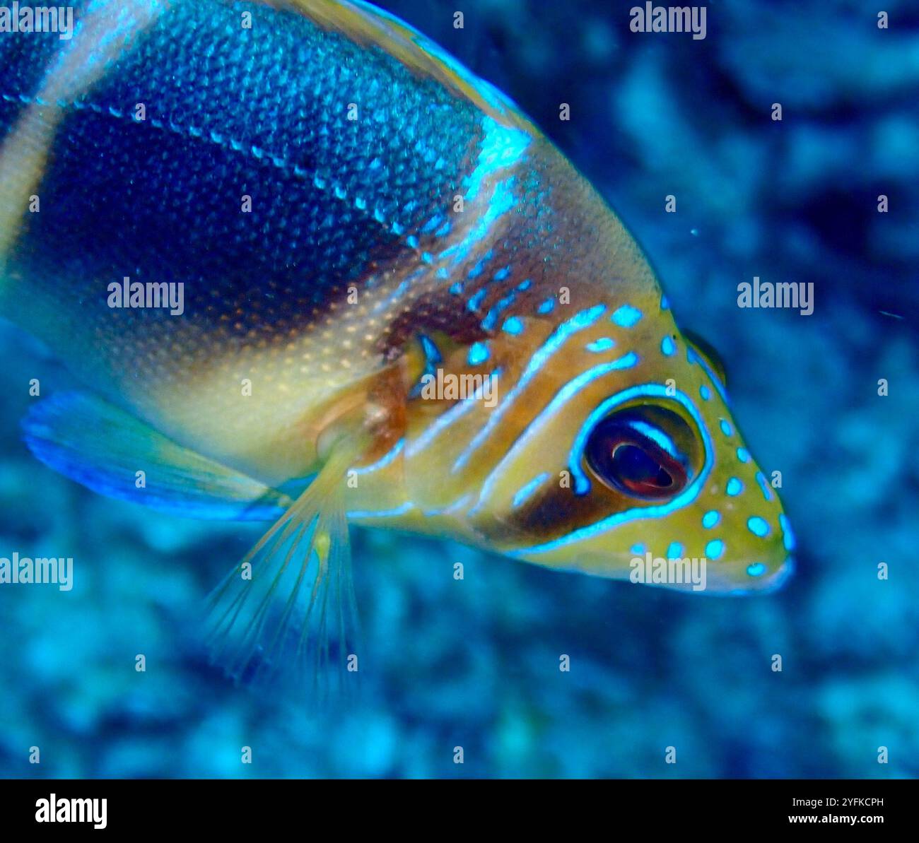 Barred Hamlet (Hypoplectrus puella Stock Photo - Alamy
