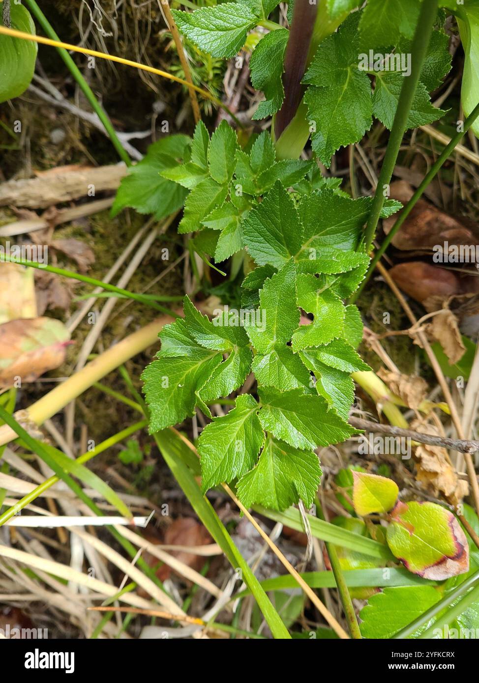 Angelica lucida hi-res stock photography and images - Alamy