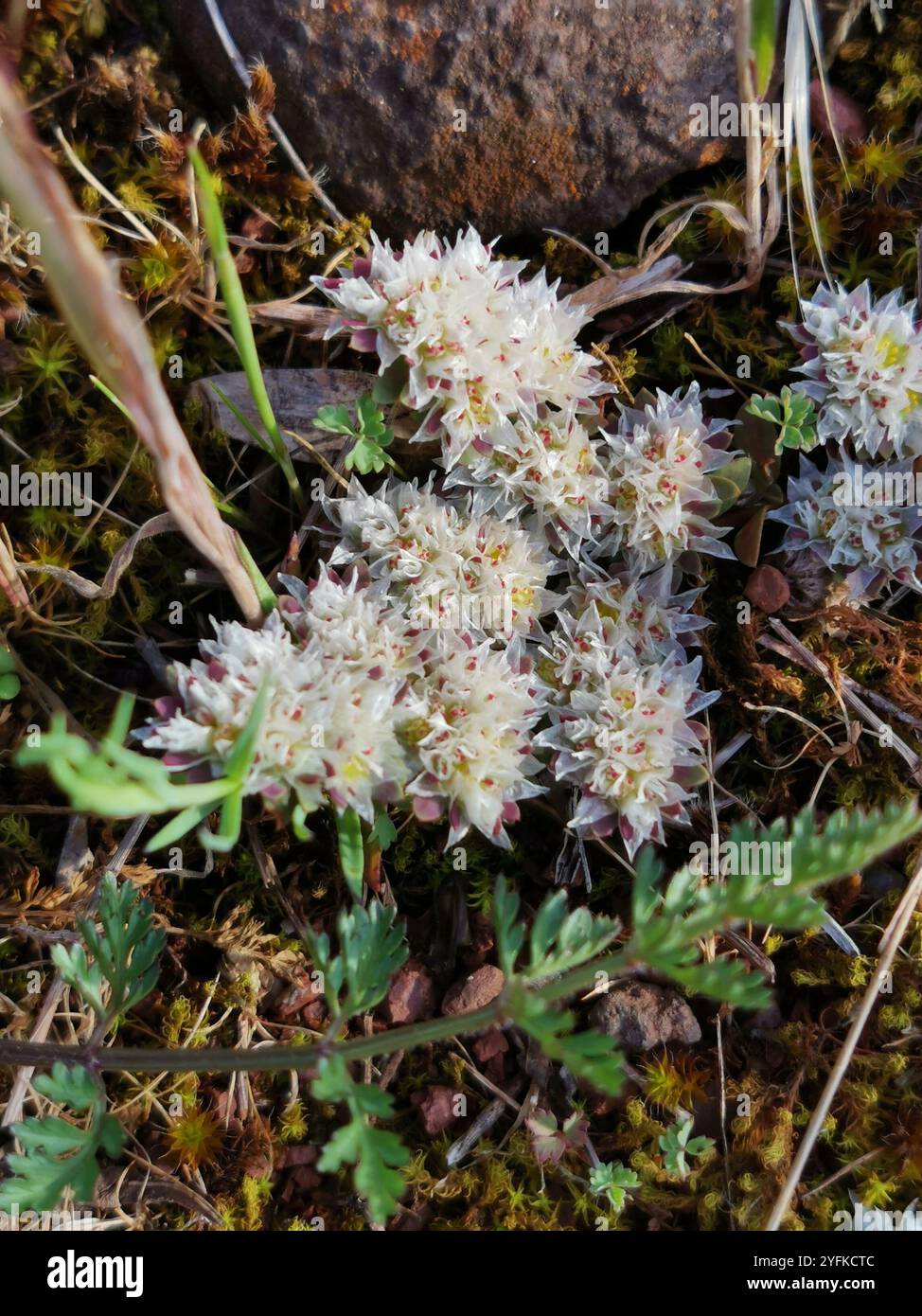 Algerian Tea (Paronychia argentea Stock Photo - Alamy