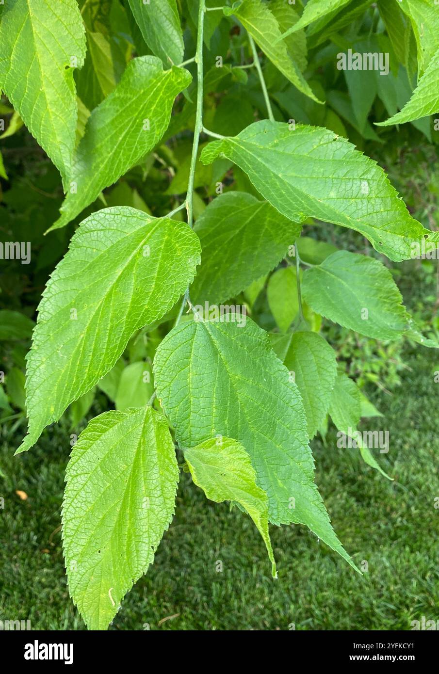 common hackberry (Celtis occidentalis Stock Photo - Alamy