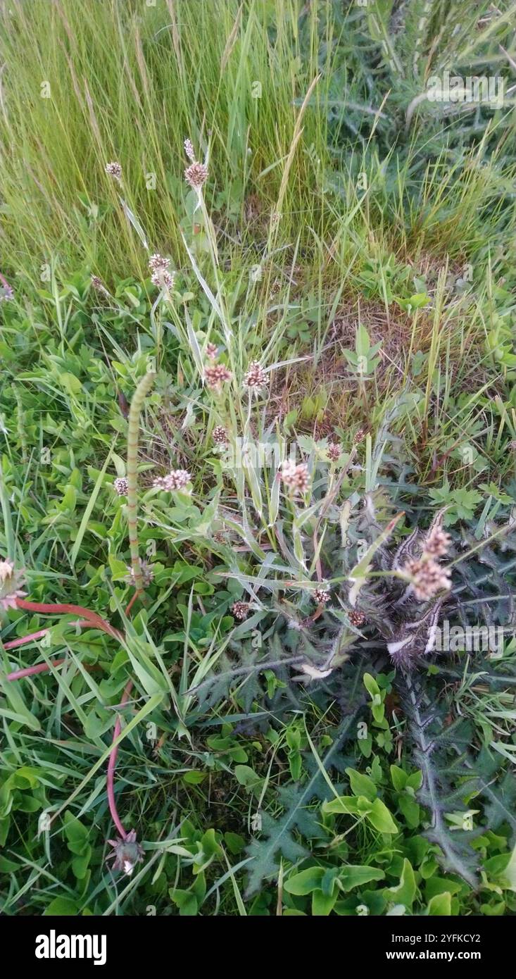 Field woodrush (Luzula campestris Stock Photo - Alamy