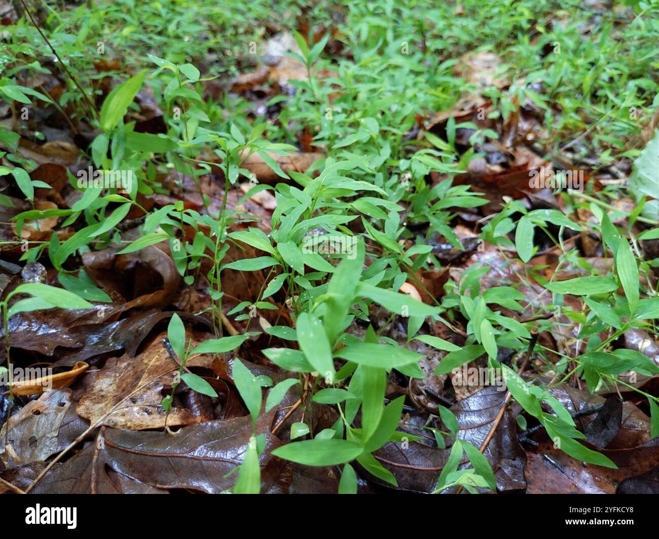 Japanese stiltgrass (Microstegium vimineum Stock Photo - Alamy
