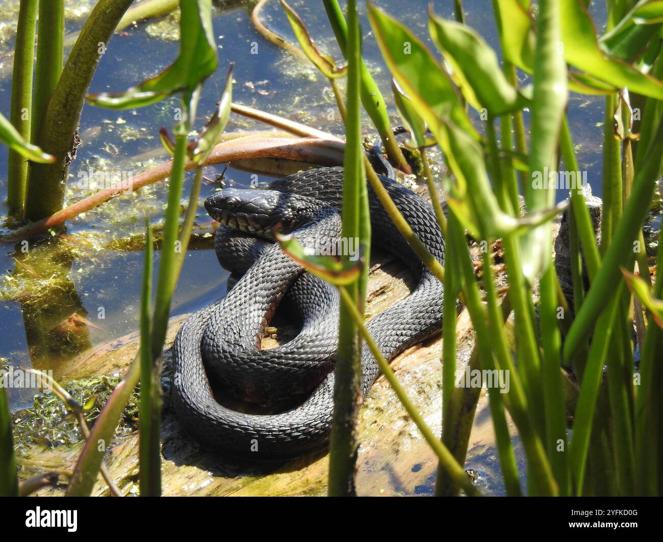 Common Watersnake (Nerodia sipedon Stock Photo - Alamy