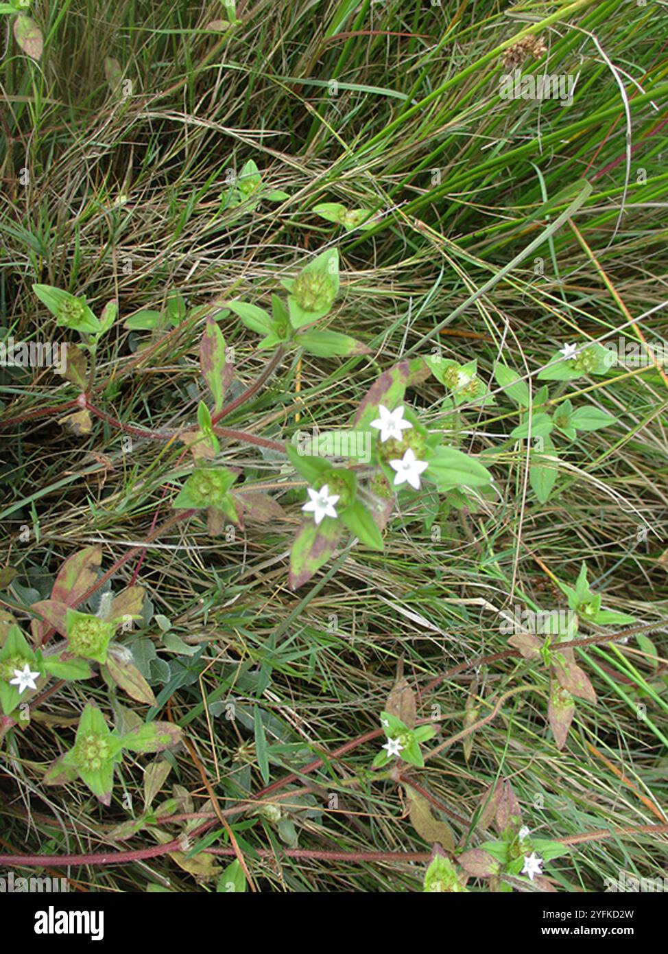 Tropical Mexican Clover (Richardia brasiliensis Stock Photo - Alamy