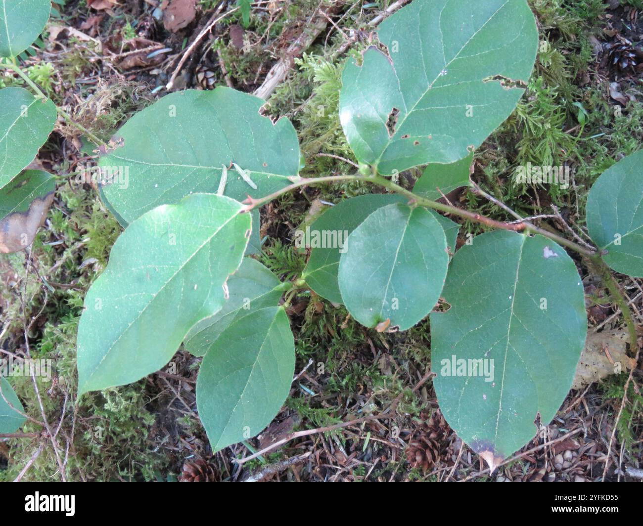 salal (Gaultheria shallon Stock Photo - Alamy