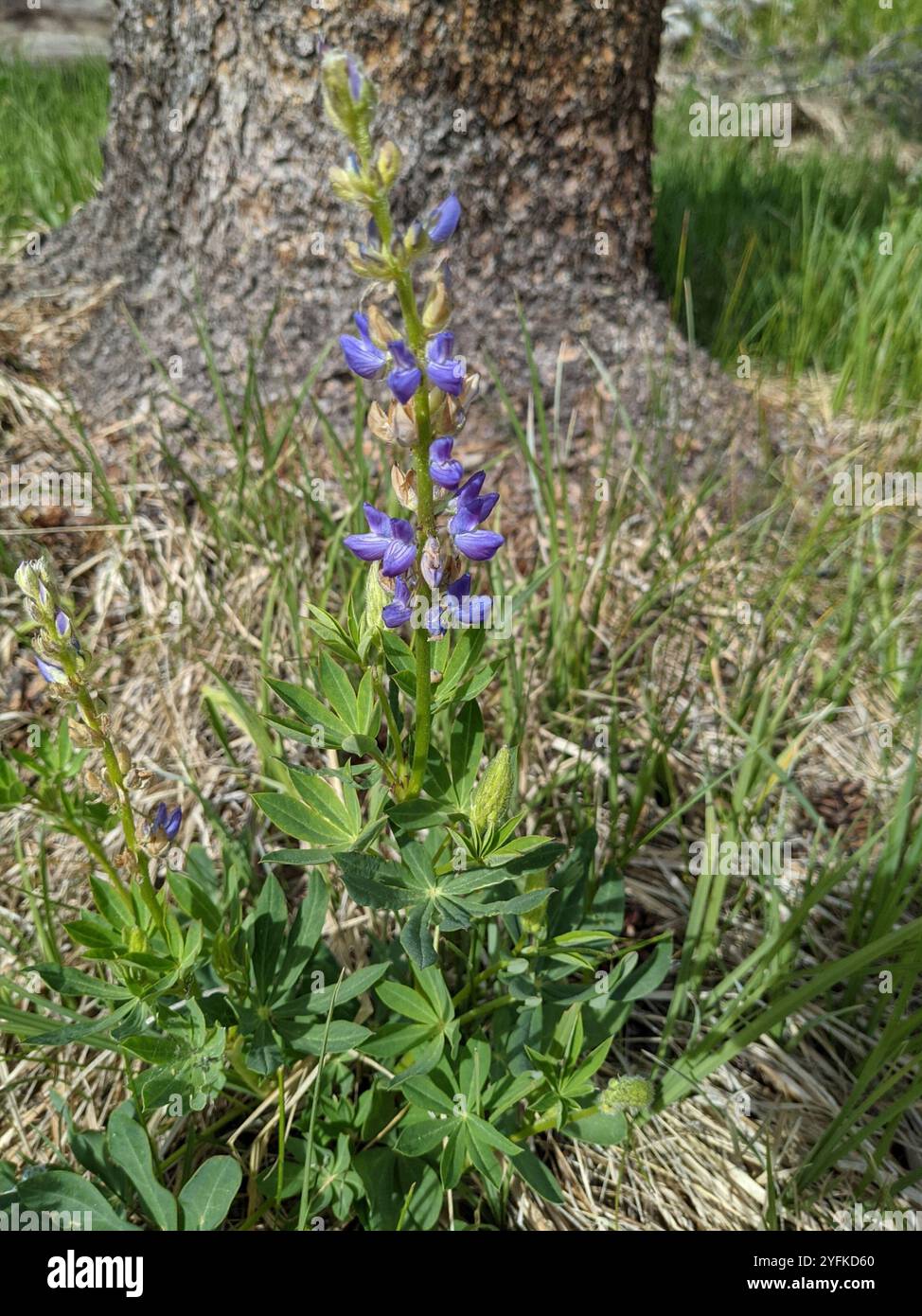 Broadleaf Lupine (Lupinus latifolius Stock Photo - Alamy