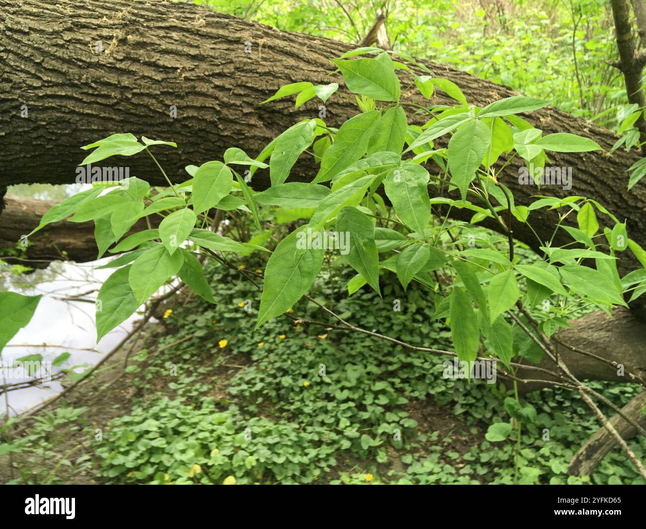 American bladdernut (Staphylea trifolia Stock Photo - Alamy