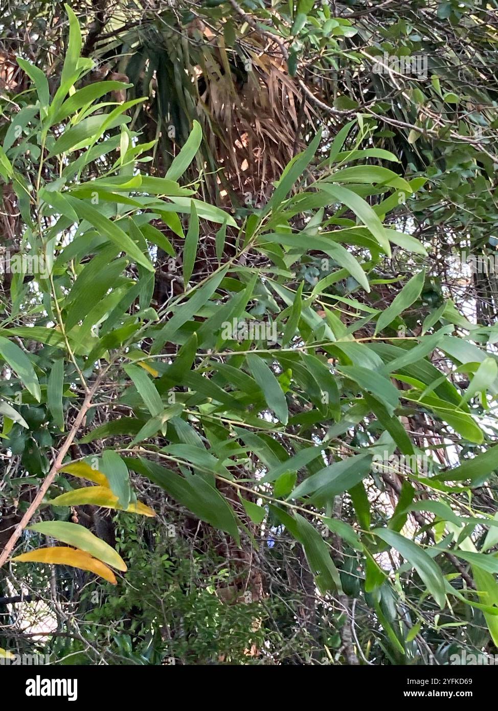 Earpod Wattle (Acacia auriculiformis Stock Photo - Alamy