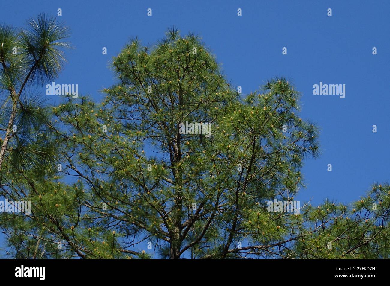 pond pine (Pinus serotina Stock Photo - Alamy