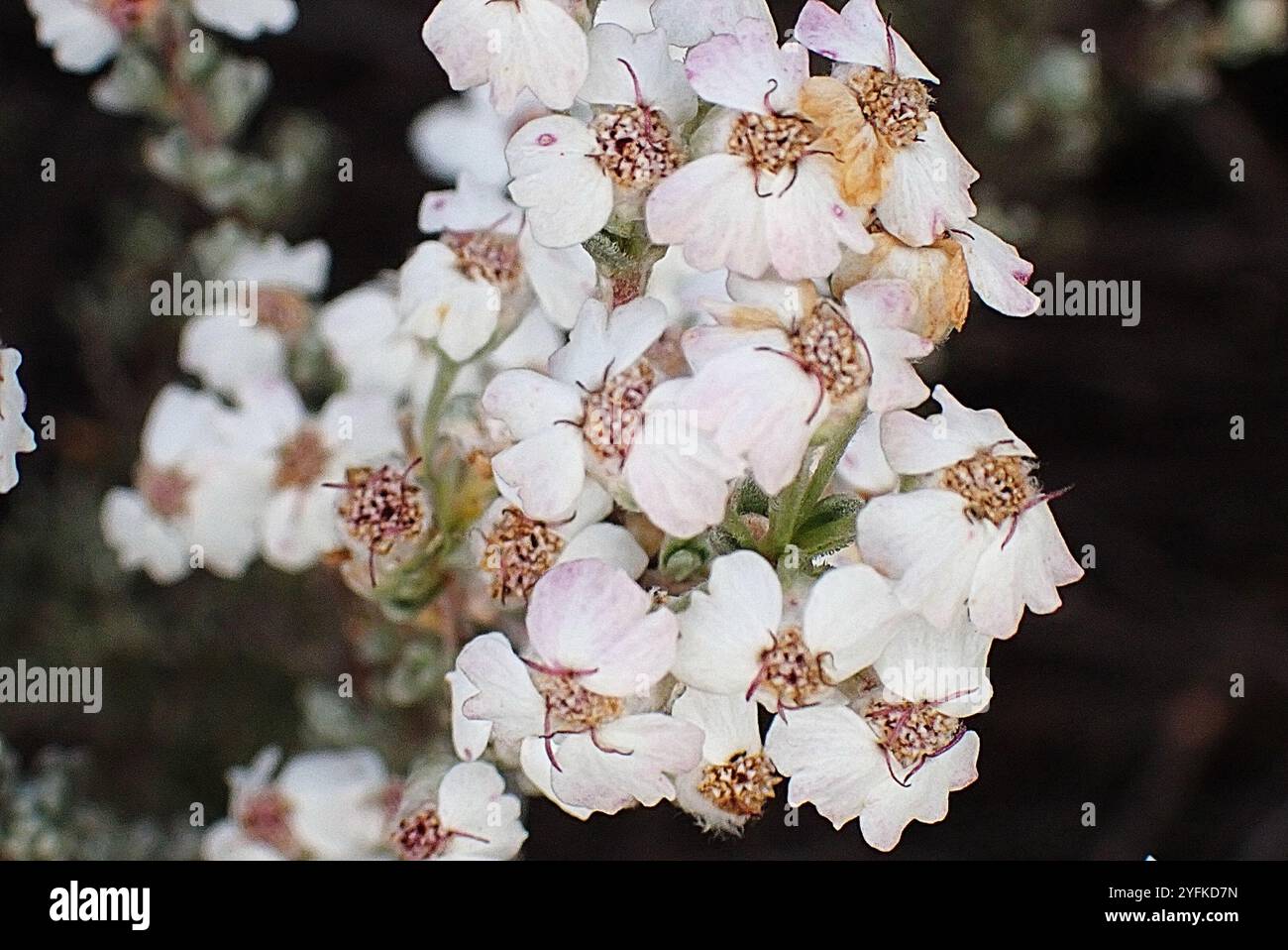Cape Snow Bush (Eriocephalus africanus Stock Photo - Alamy