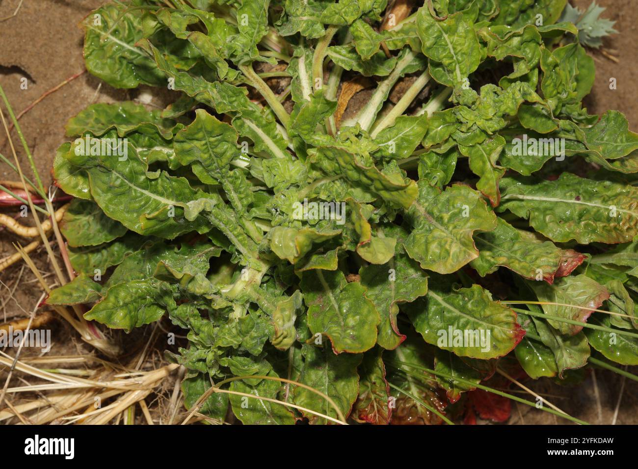 sea beet (Beta vulgaris maritima Stock Photo - Alamy