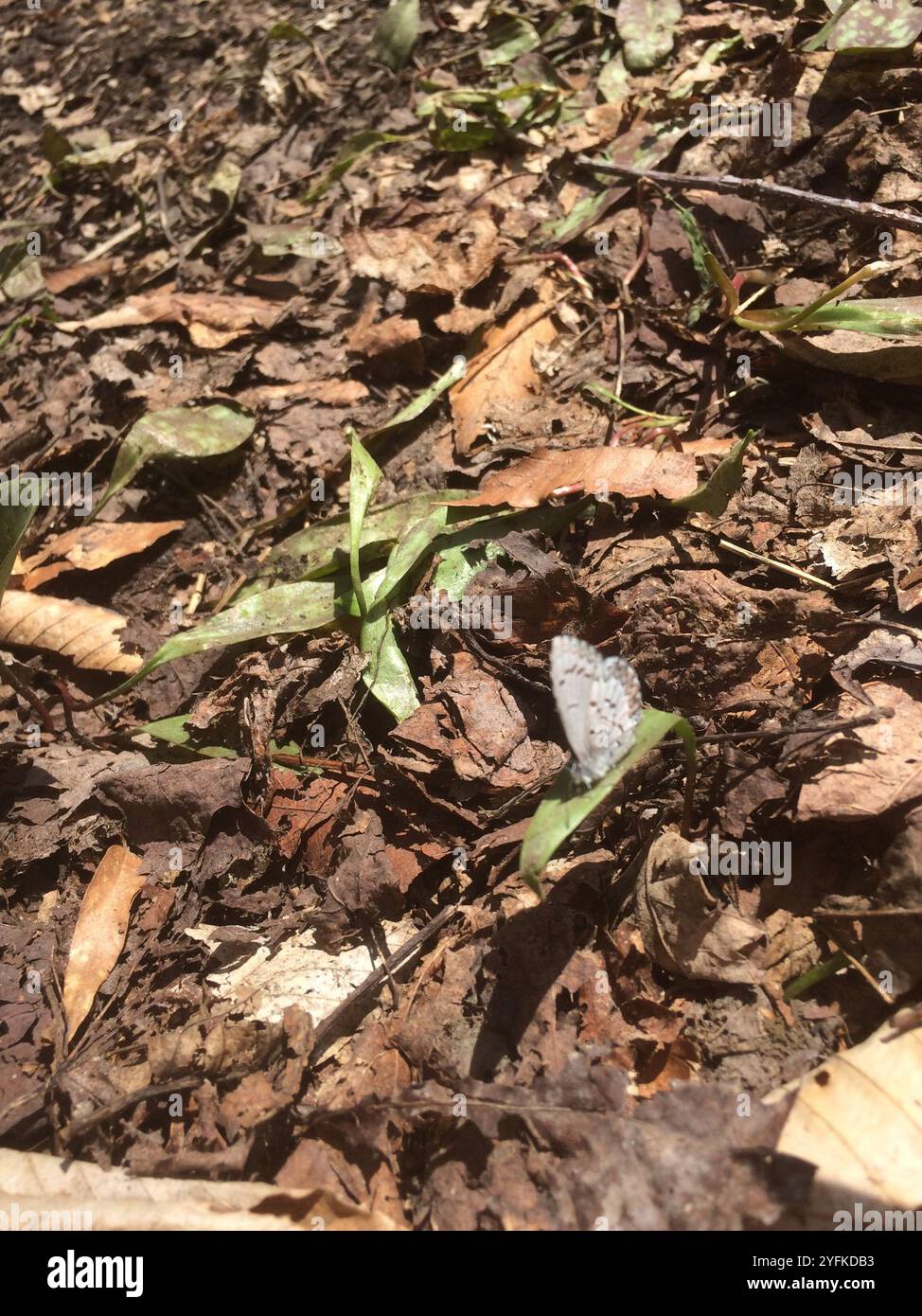Northern Azure (Celastrina lucia Stock Photo - Alamy