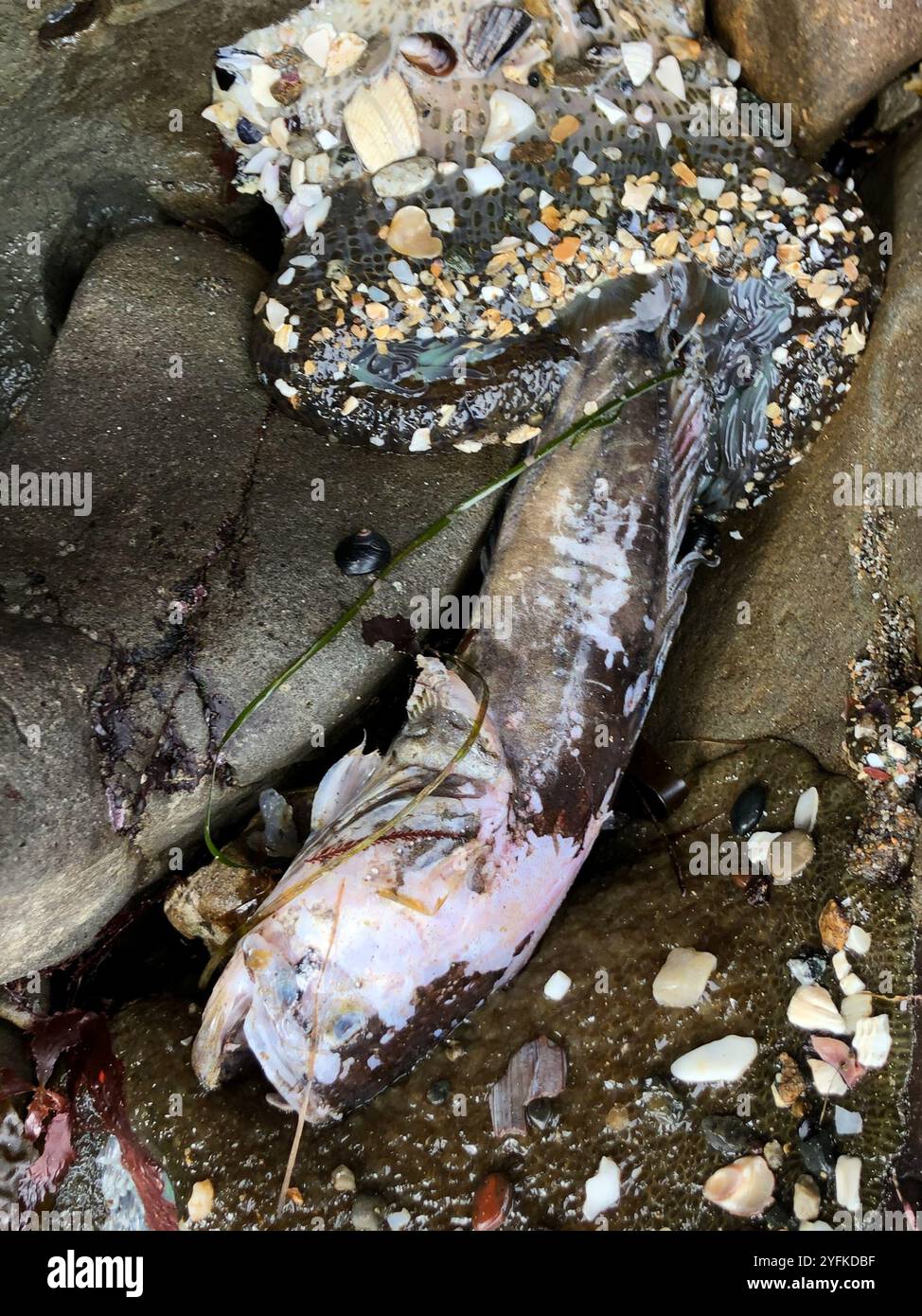 Plainfin hi-res stock photography and images - Alamy