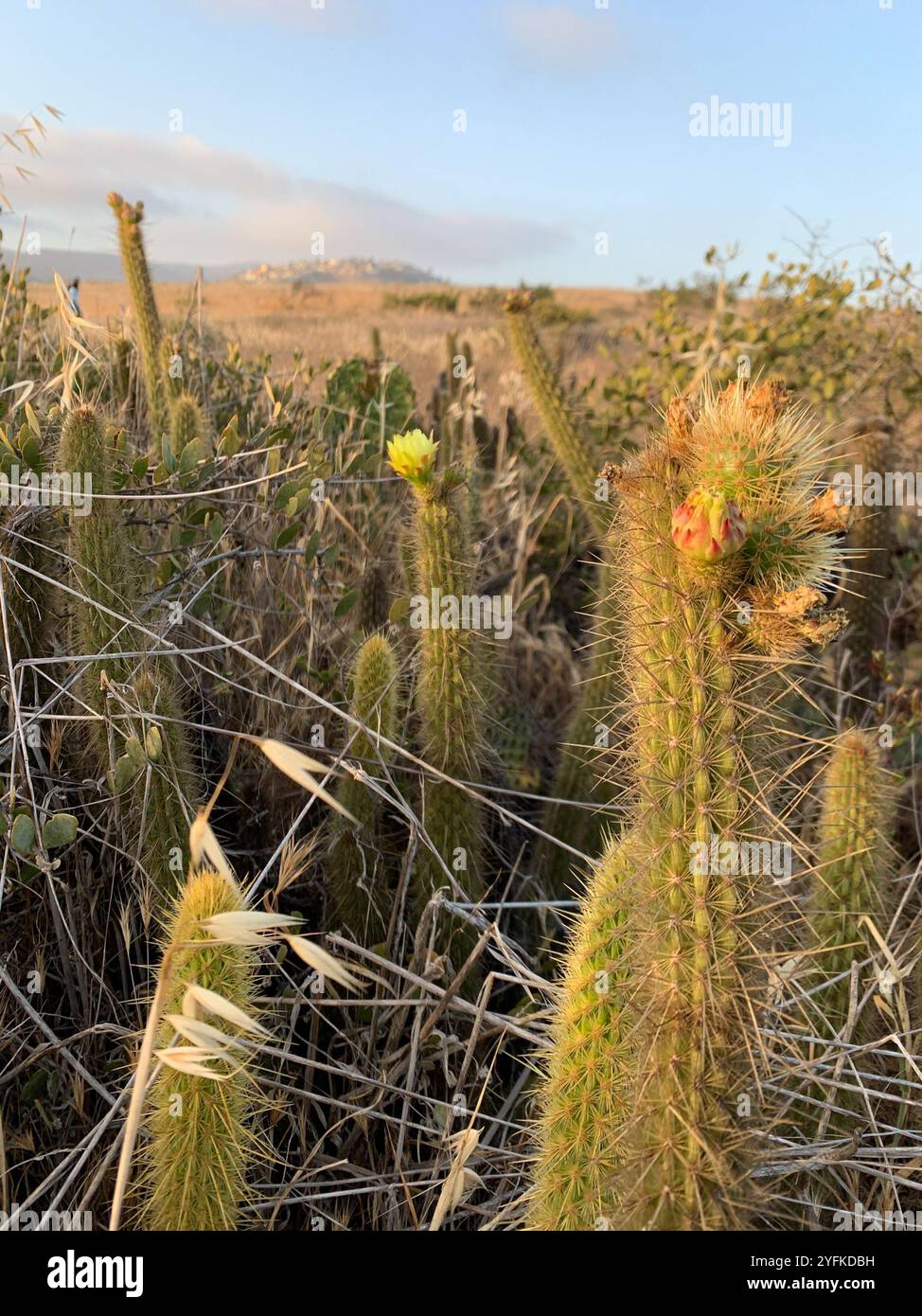 Golden-spined Cereus (Bergerocactus emoryi Stock Photo - Alamy