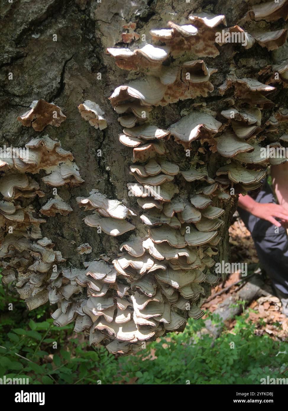 violet-toothed polypore (Trichaptum biforme Stock Photo - Alamy
