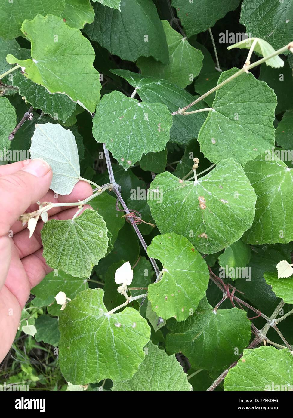 Vitis mustangensis hi-res stock photography and images - Alamy