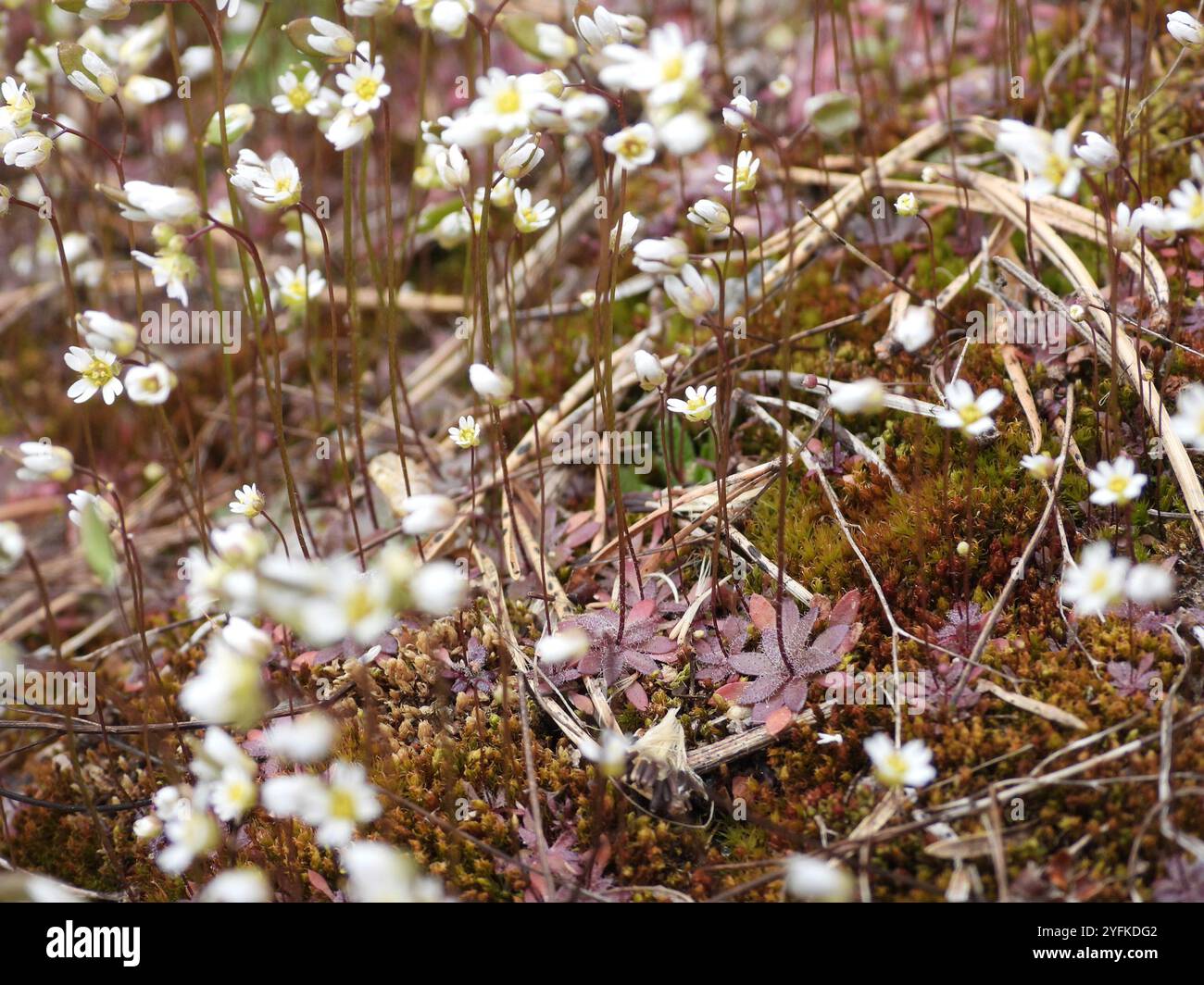 Common Whitlowgrass (Draba verna Stock Photo - Alamy