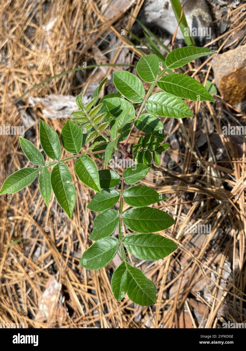 shining sumac (Rhus copallinum Stock Photo - Alamy
