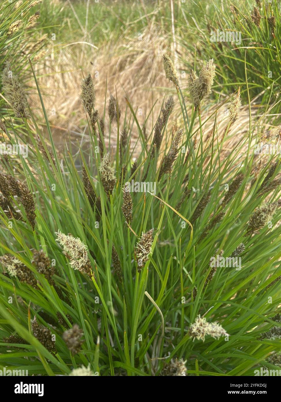 Greater tussock sedge carex paniculata hi-res stock photography and ...