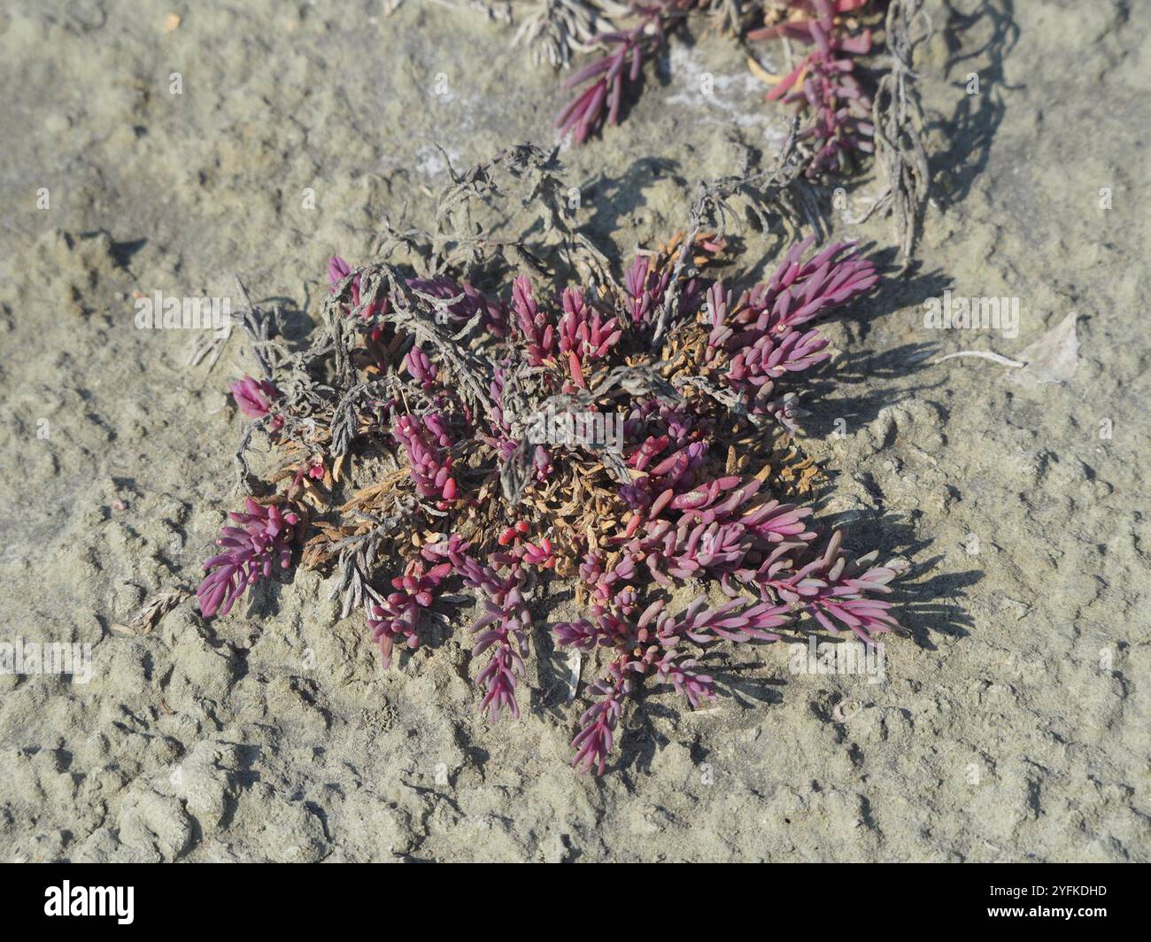 Herbaceous Seepweed (Suaeda maritima Stock Photo - Alamy