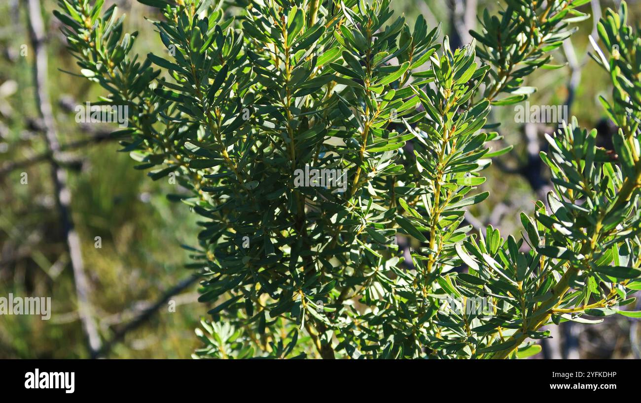 Cyclopia hi-res stock photography and images - Alamy