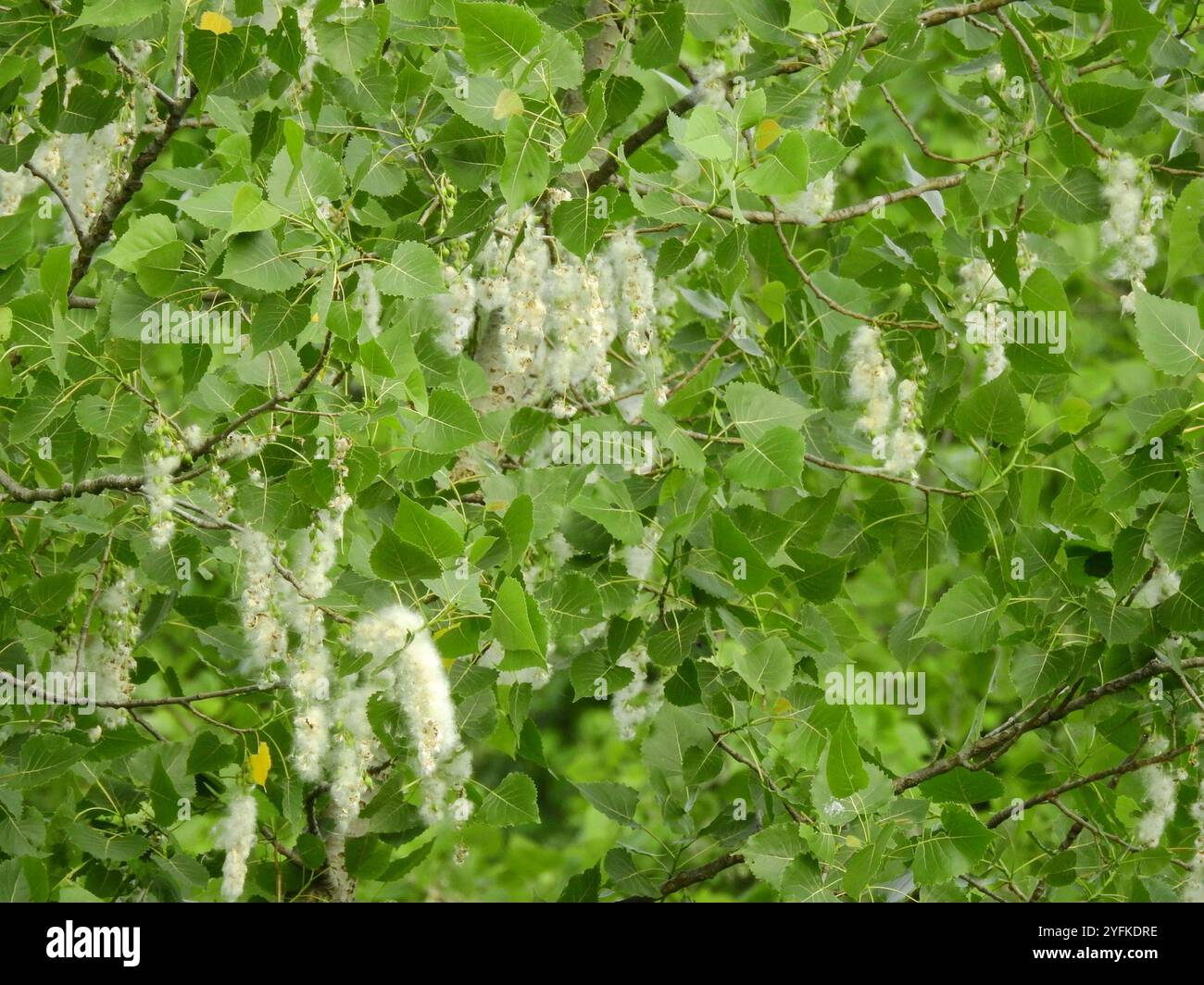 Eastern Cottonwood (Populus deltoides Stock Photo - Alamy