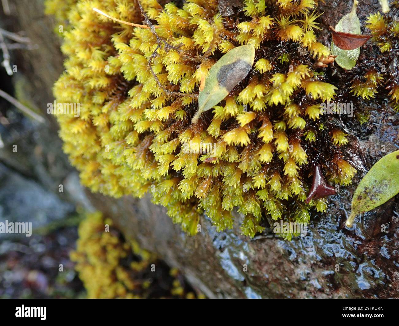 Yellow Fringe-moss (Racomitrium aciculare Stock Photo - Alamy