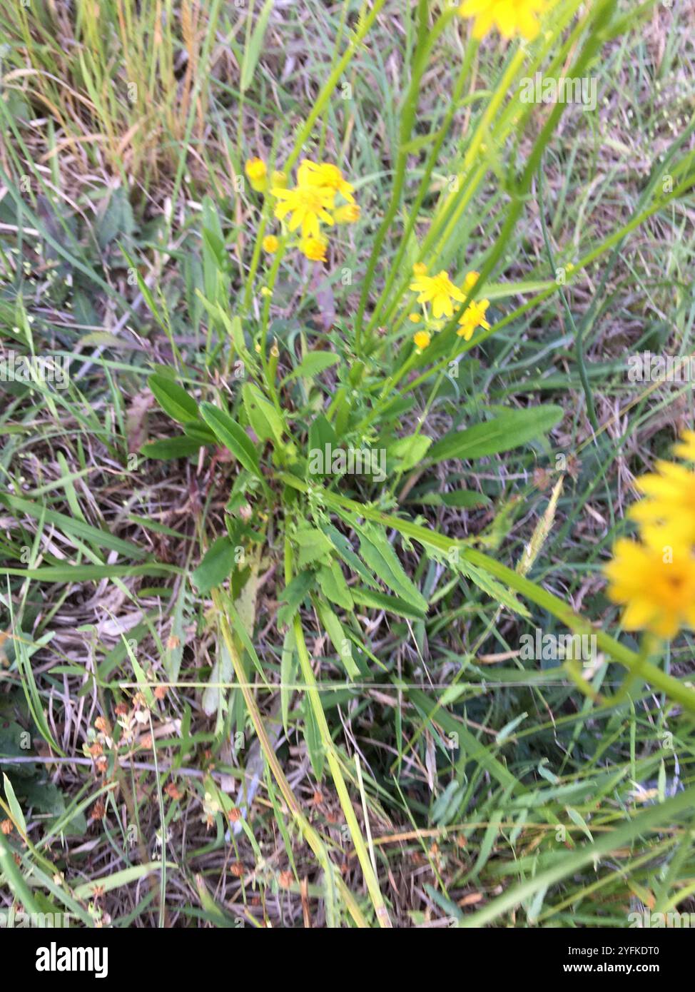 Small's ragwort (Packera anonyma Stock Photo - Alamy
