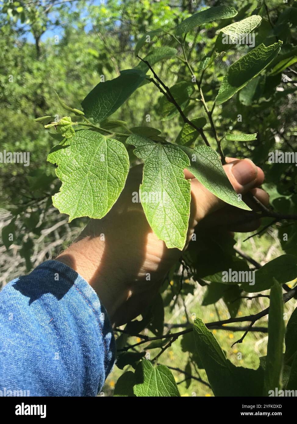 netleaf hackberry (Celtis reticulata Stock Photo - Alamy