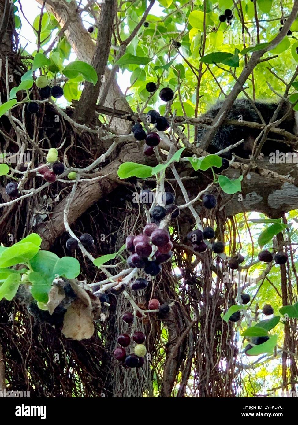 Shortleaf Fig (Ficus citrifolia Stock Photo - Alamy