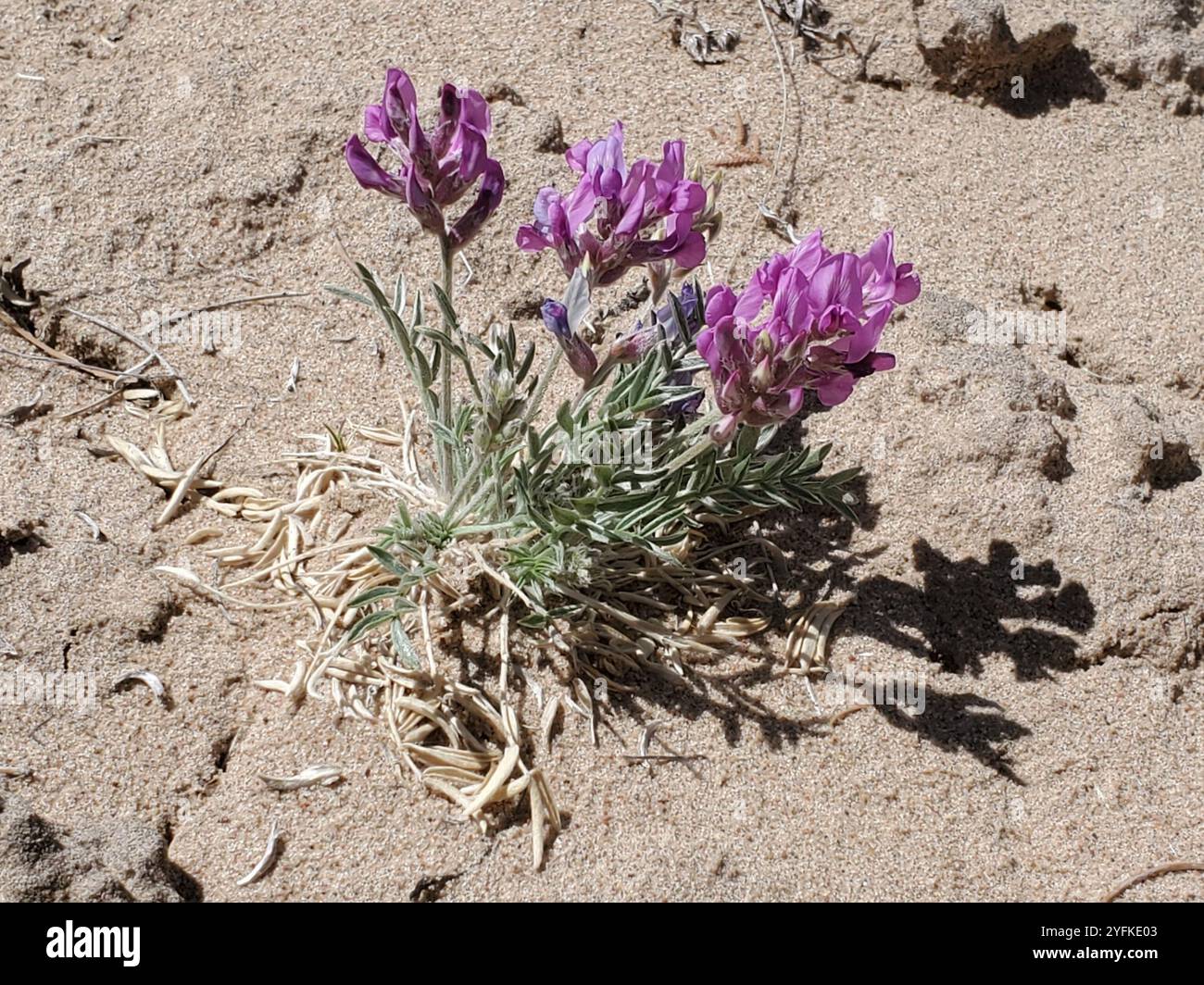Lambert's Locoweed (Oxytropis lambertii Stock Photo - Alamy