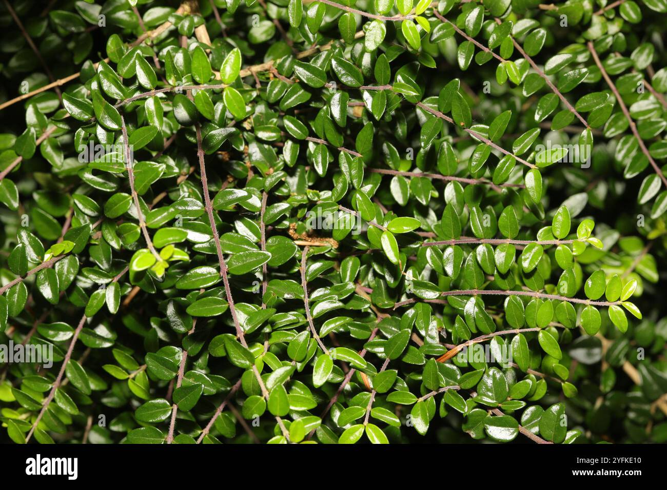 Hedge Honeysuckle (Lonicera ligustrina yunnanensis Stock Photo - Alamy