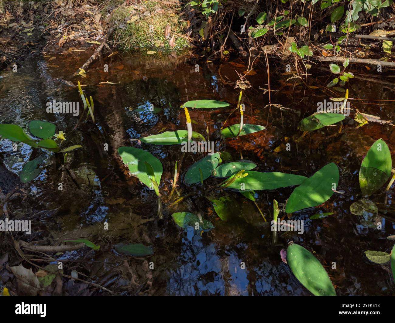 Orontium golden club hi-res stock photography and images - Alamy