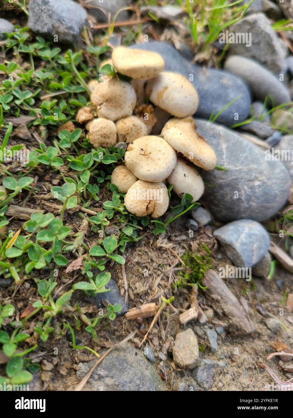 sticky scalycap (Pholiota gummosa Stock Photo - Alamy
