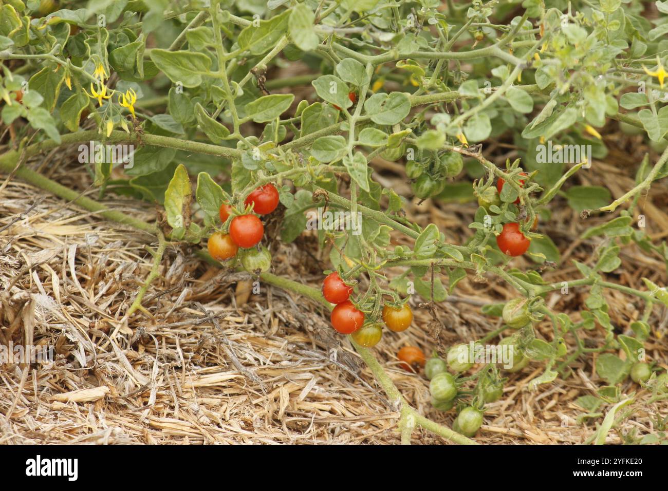 currant tomato (Solanum pimpinellifolium Stock Photo - Alamy