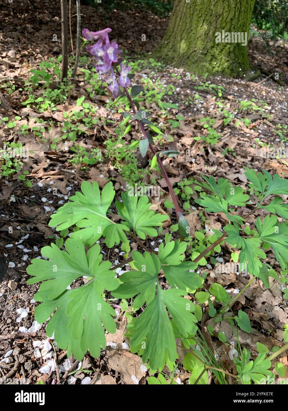 Hollowroot (Corydalis cava Stock Photo - Alamy