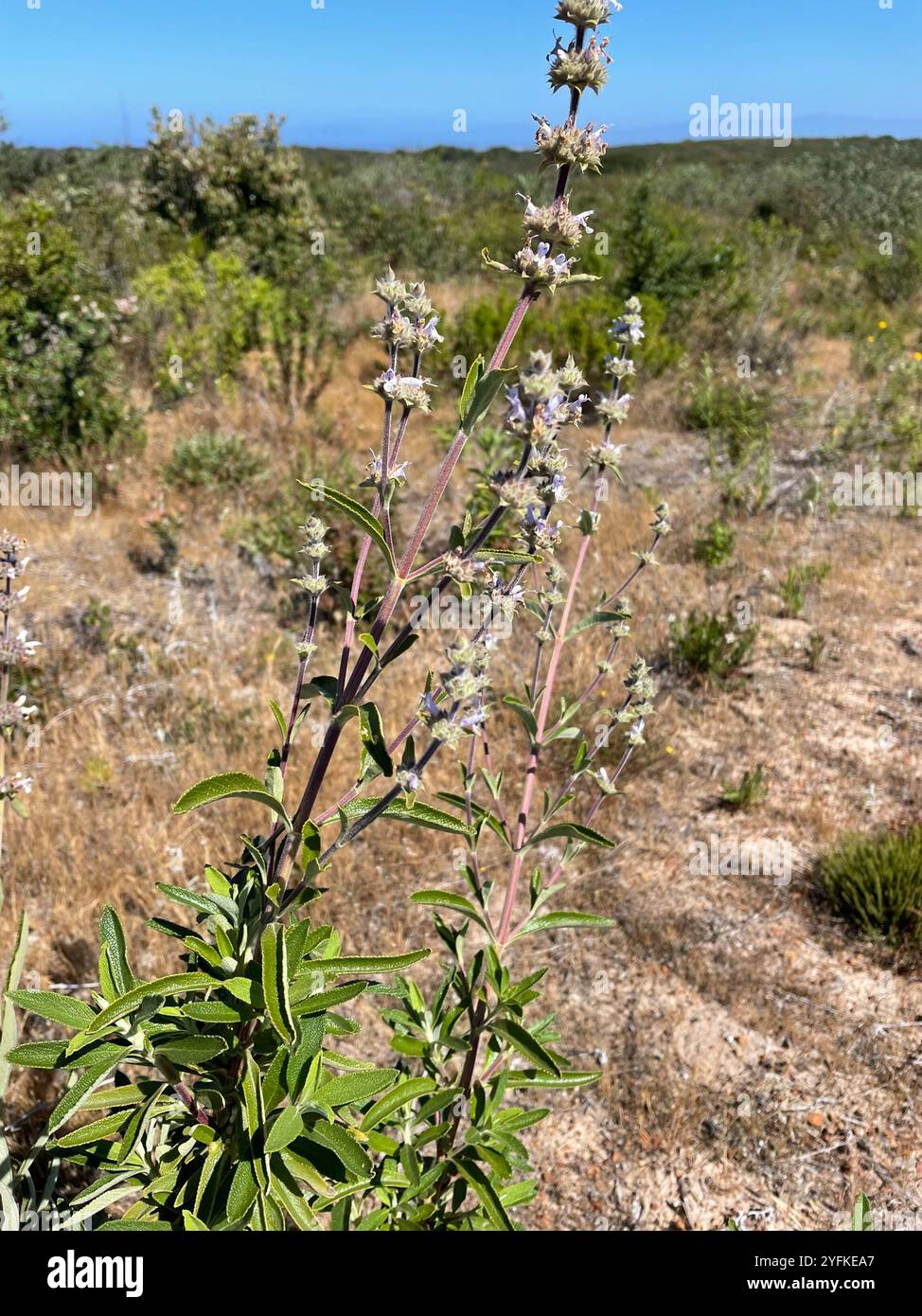 black sage (Salvia mellifera Stock Photo - Alamy