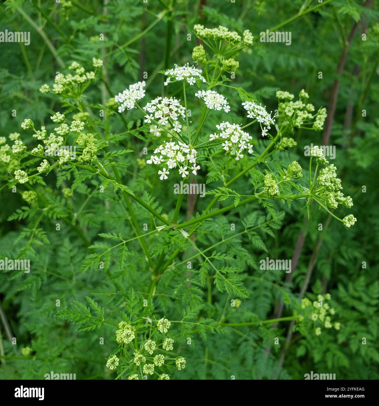 poison hemlock (Conium maculatum Stock Photo - Alamy