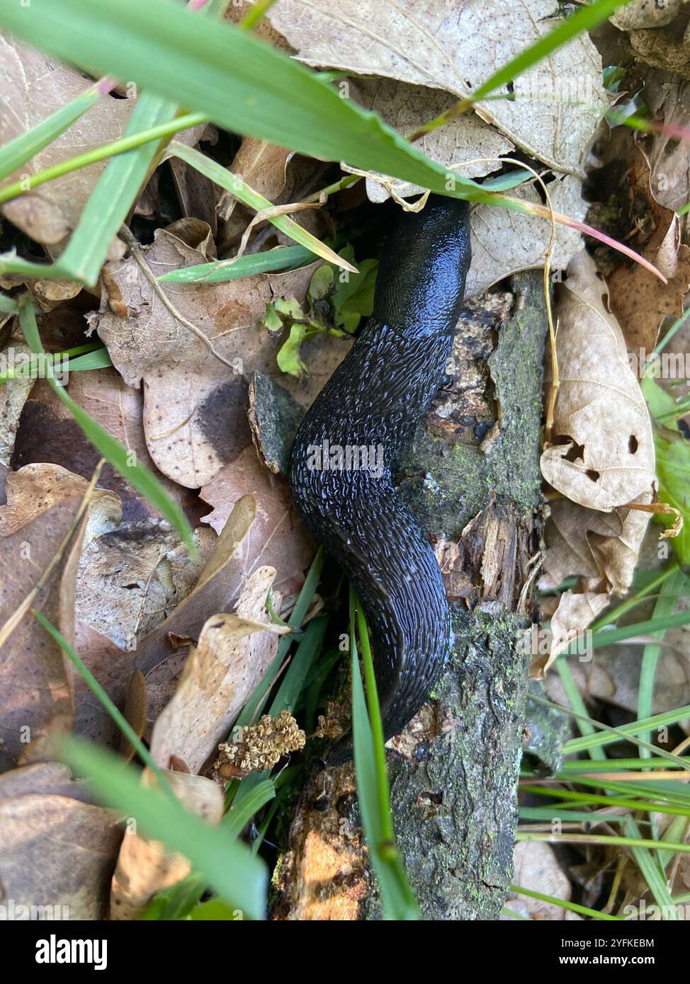 Ash-black Slug (Limax cinereoniger Stock Photo - Alamy