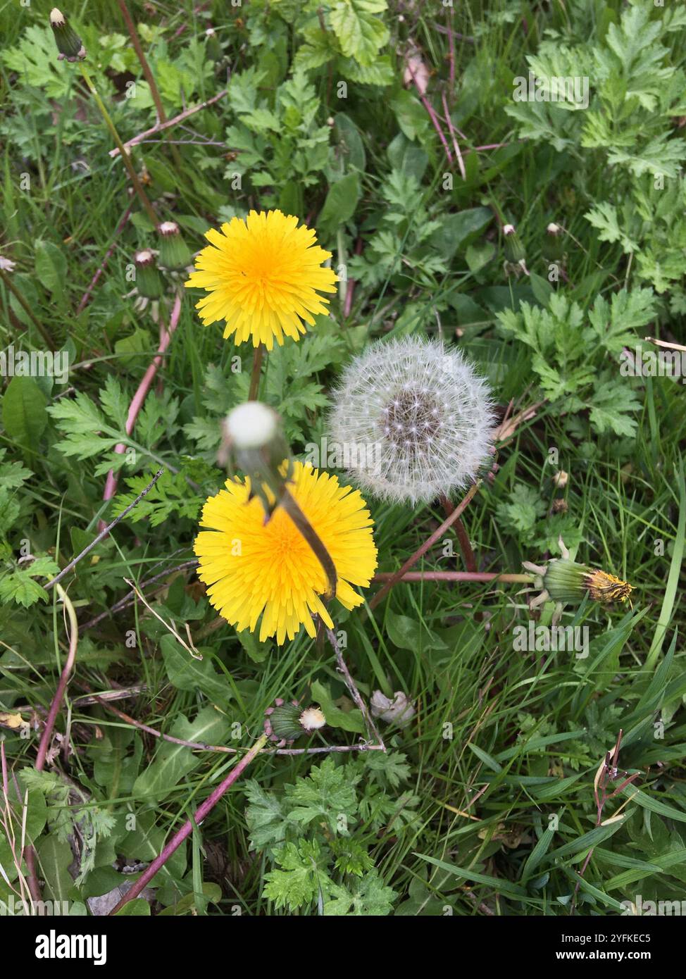 common dandelion (Taraxacum officinale Stock Photo - Alamy