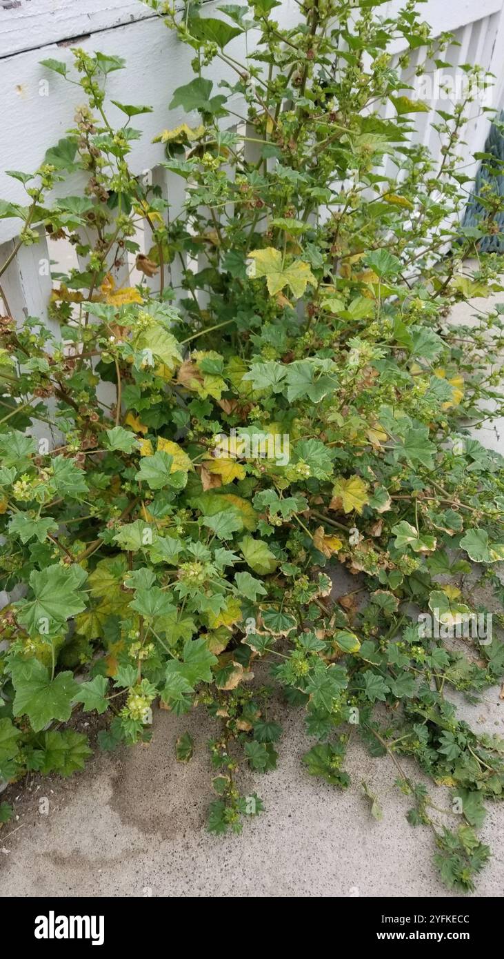 cheeseweed mallow (Malva parviflora Stock Photo - Alamy