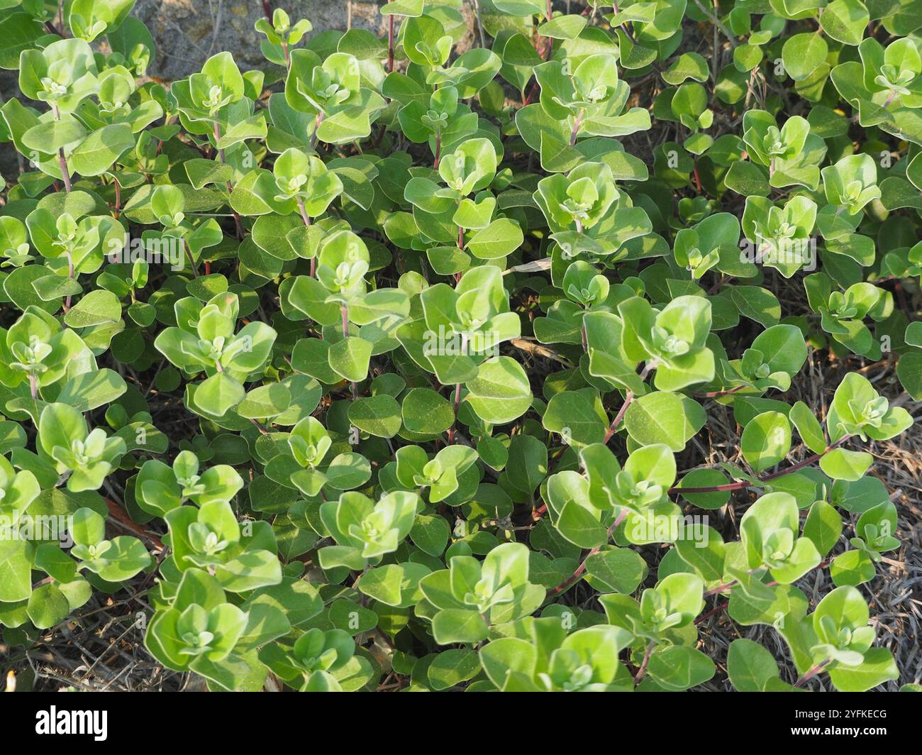 Beach Vitex (Vitex rotundifolia Stock Photo - Alamy