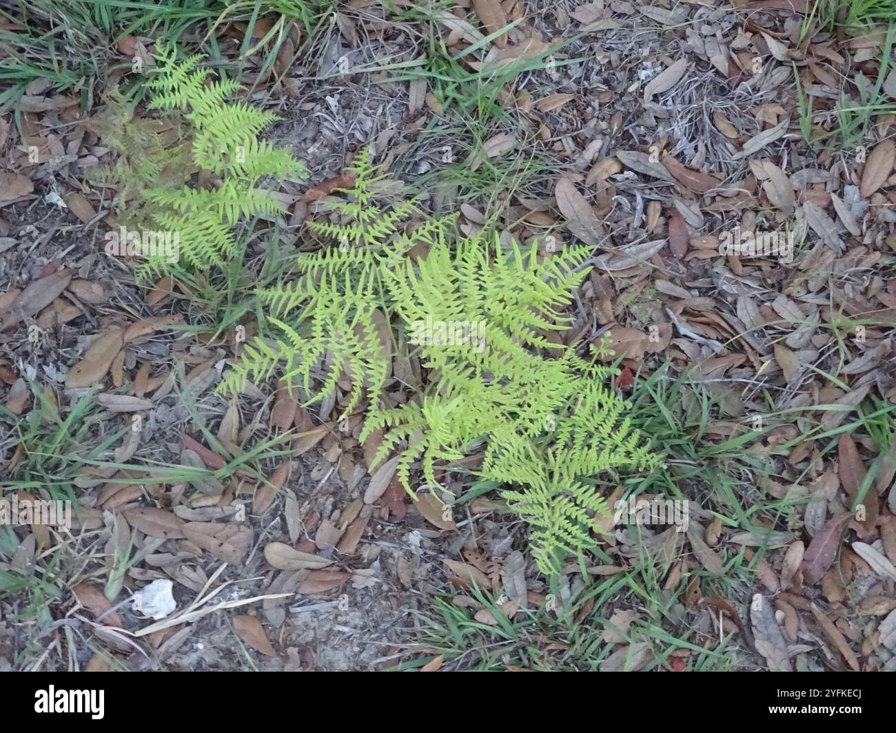 Tailed Bracken Fern (Pteridium aquilinum pseudocaudatum Stock Photo - Alamy