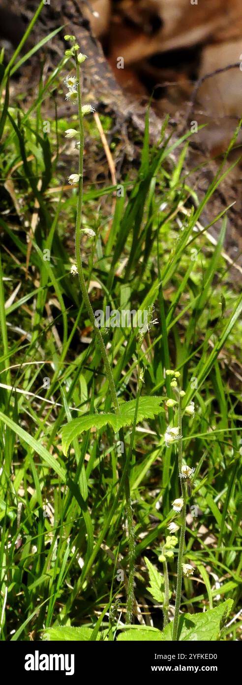 twoleaf miterwort (Mitella diphylla Stock Photo - Alamy