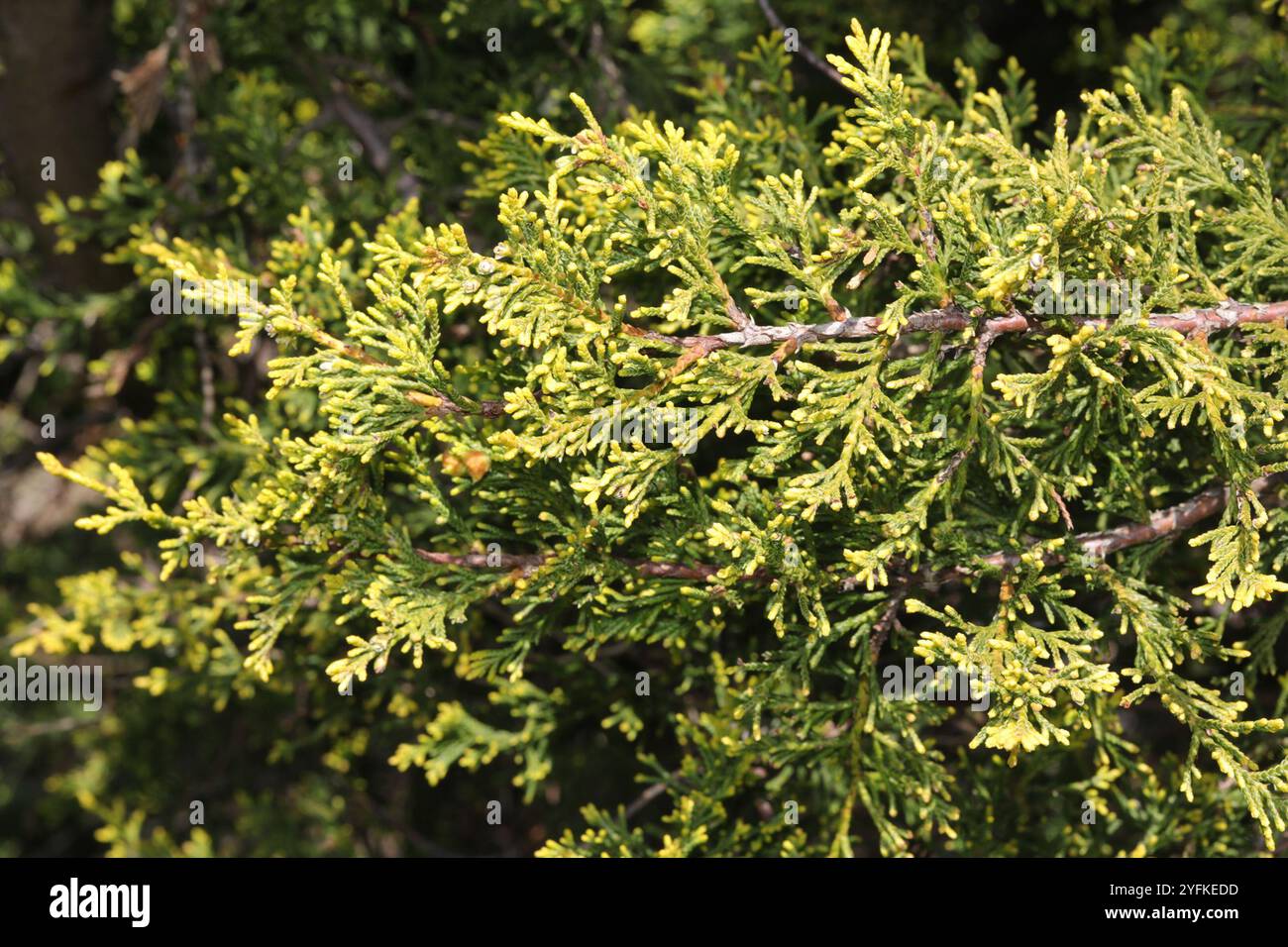 Chinese arborvitae (Platycladus orientalis Stock Photo - Alamy