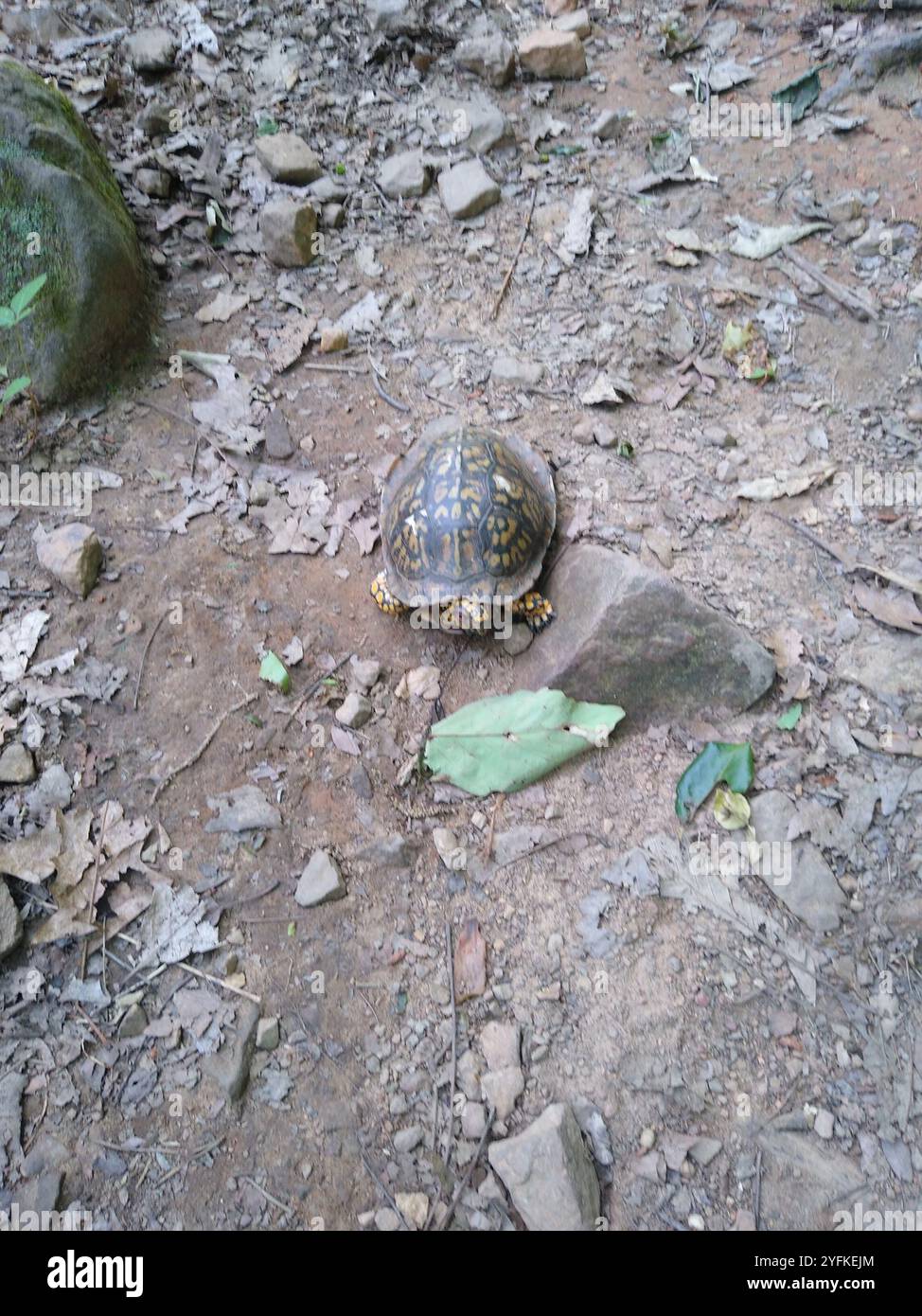 Common Box Turtle (Terrapene carolina Stock Photo - Alamy