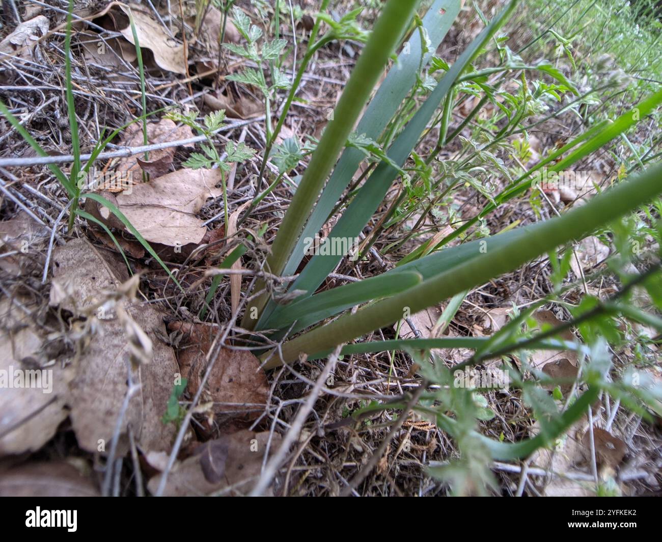 Drummond's rain lily (Zephyranthes drummondii Stock Photo - Alamy